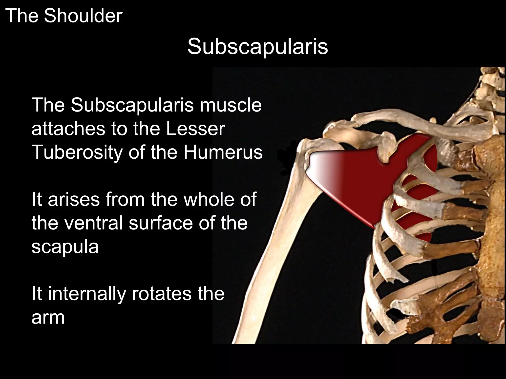 Slideshow: Shoulder Joint | PPT