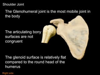 Slideshow: Shoulder Joint | PPT