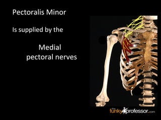 Slideshow: SHoulder Region Anterior | PPT