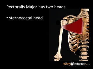 Slideshow: SHoulder Region Anterior | PPT
