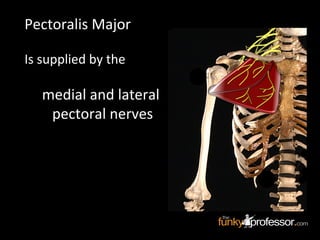 Slideshow: SHoulder Region Anterior | PPT
