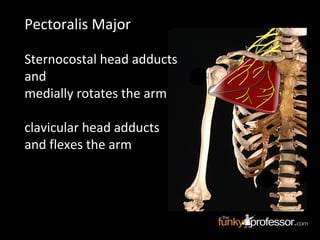 Slideshow: SHoulder Region Anterior | PPT