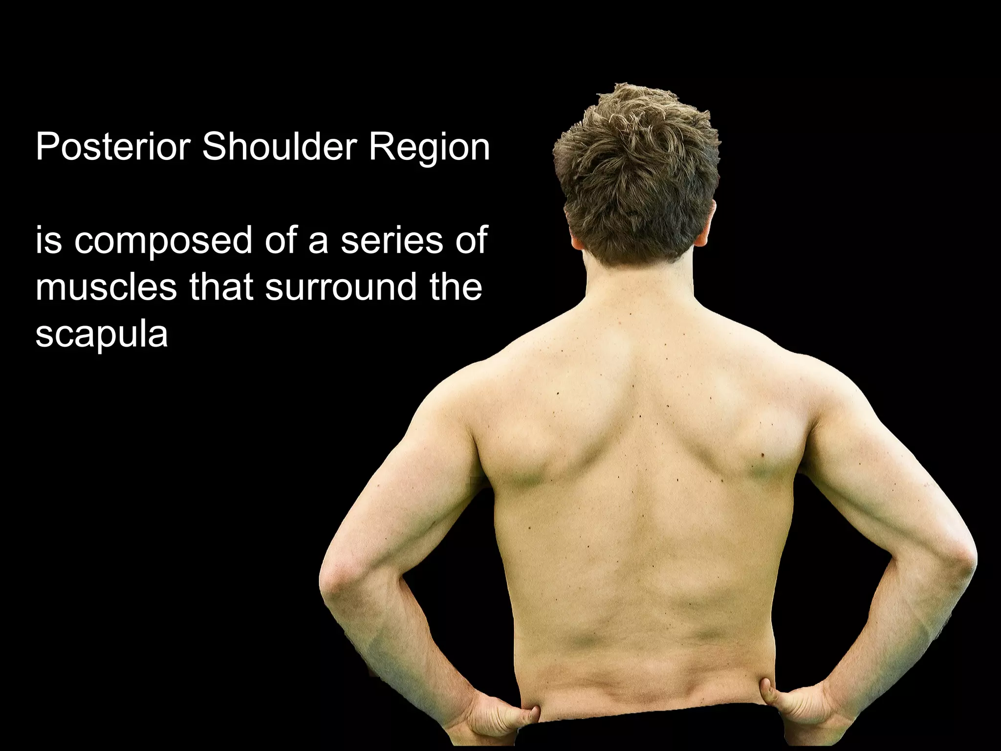 Slideshow: Shoulder Region Posterior | PPT