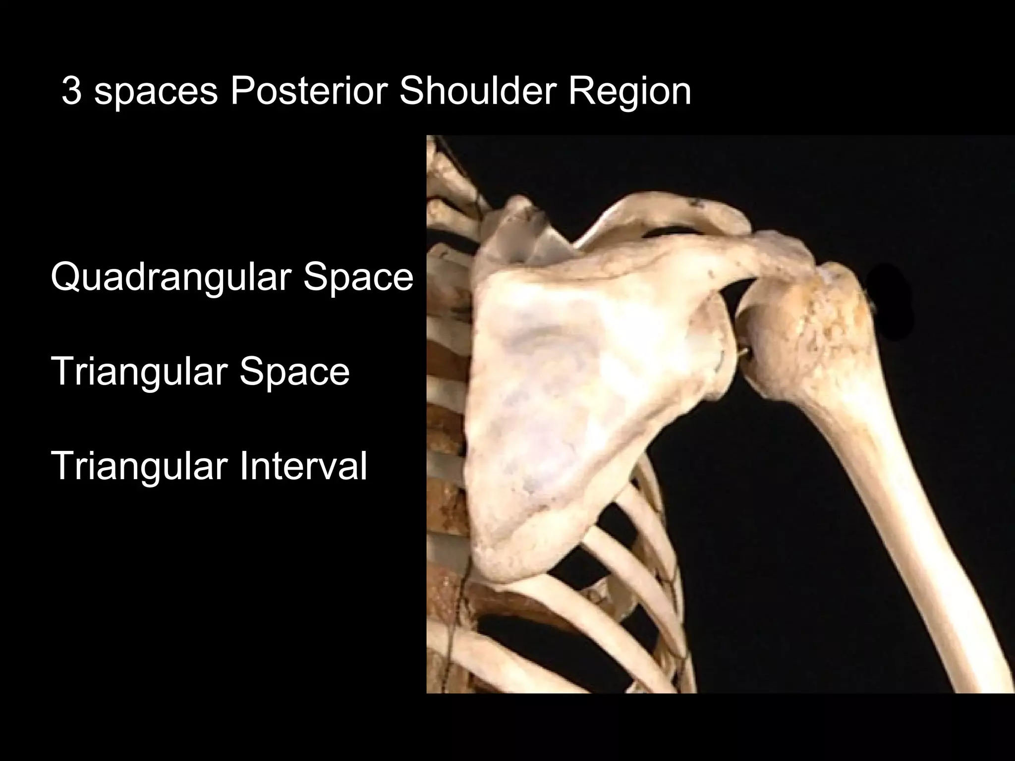 Slideshow: Shoulder Region Posterior | PPT