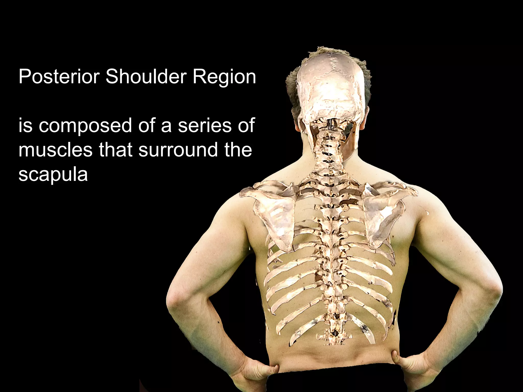 Slideshow: Shoulder Region Posterior | PPT