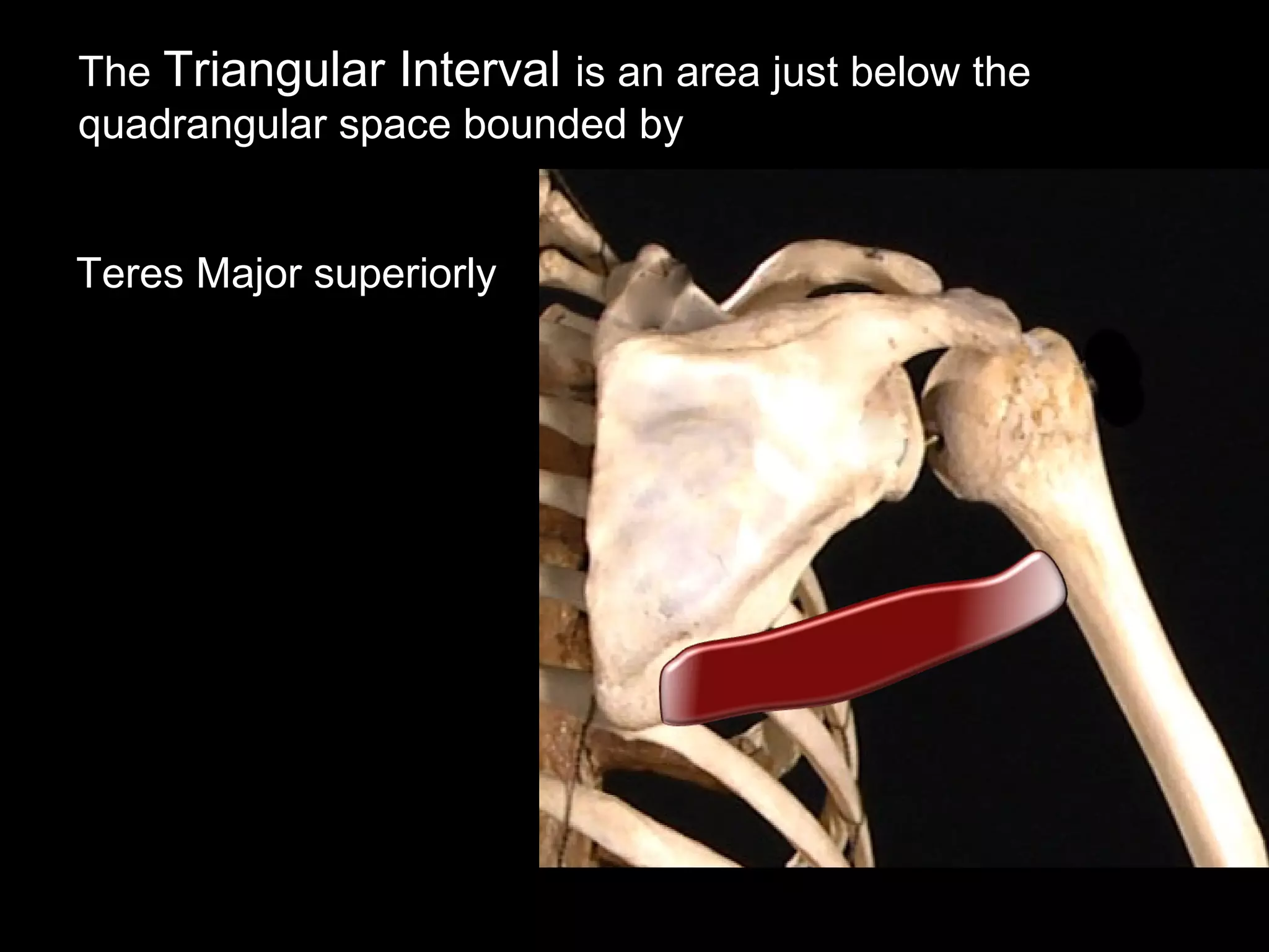 Slideshow: Shoulder Region Posterior | PPT