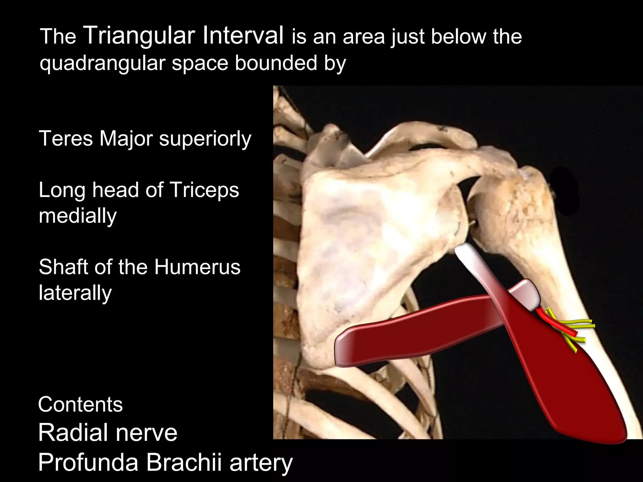 Slideshow: Shoulder Region Posterior | PPT