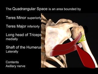 Slideshow: Shoulder Region Posterior | PPT
