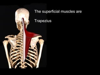 Slideshow: Shoulder Region Posterior | PPT