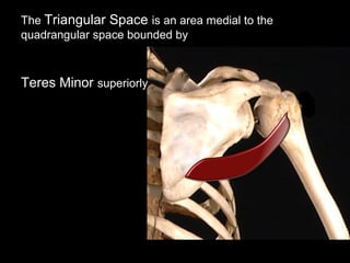 Quadrangular Space
