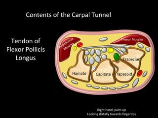 Carpal Tunnel Contents