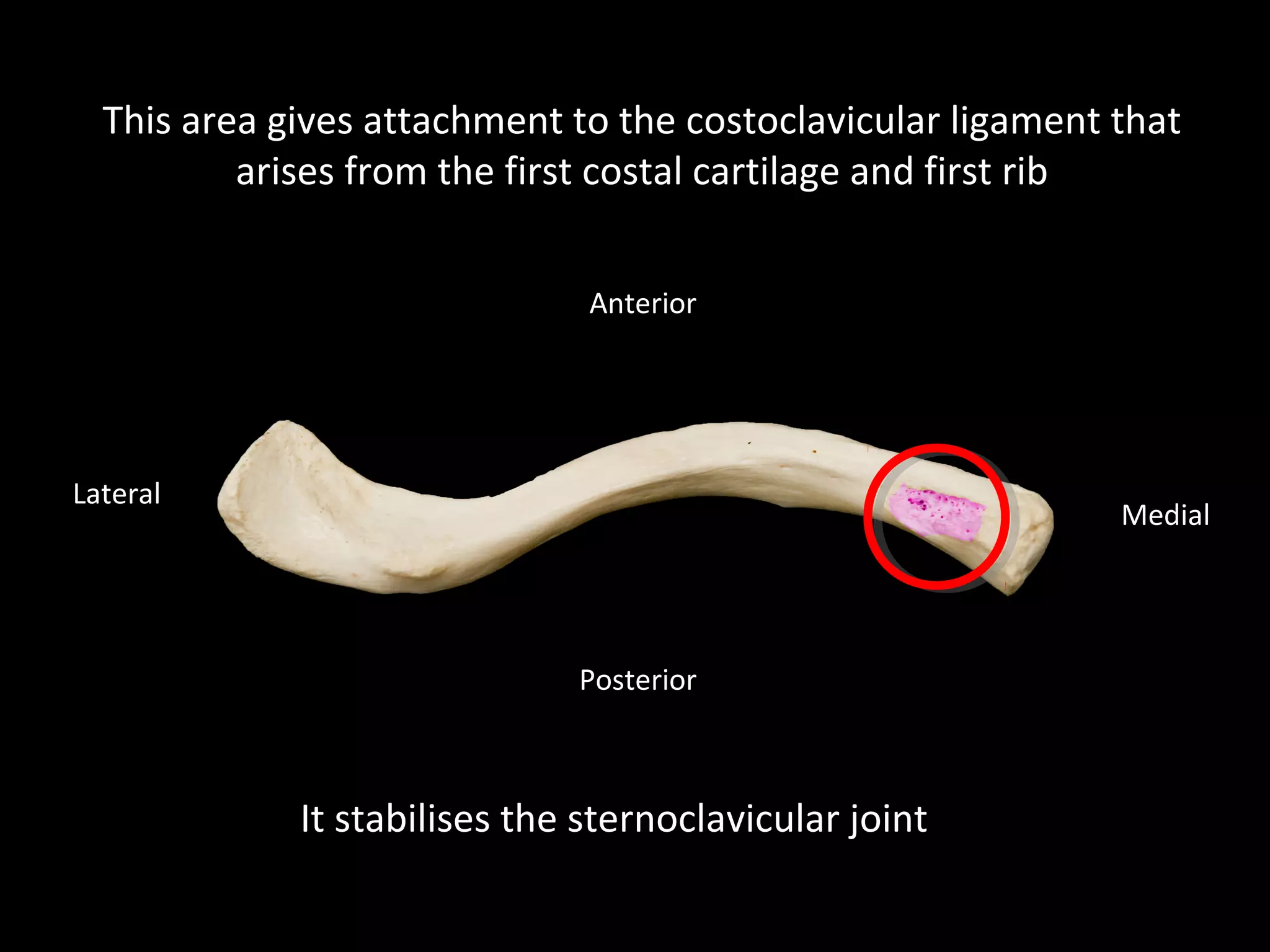Slideshow: Clavicle | PPT