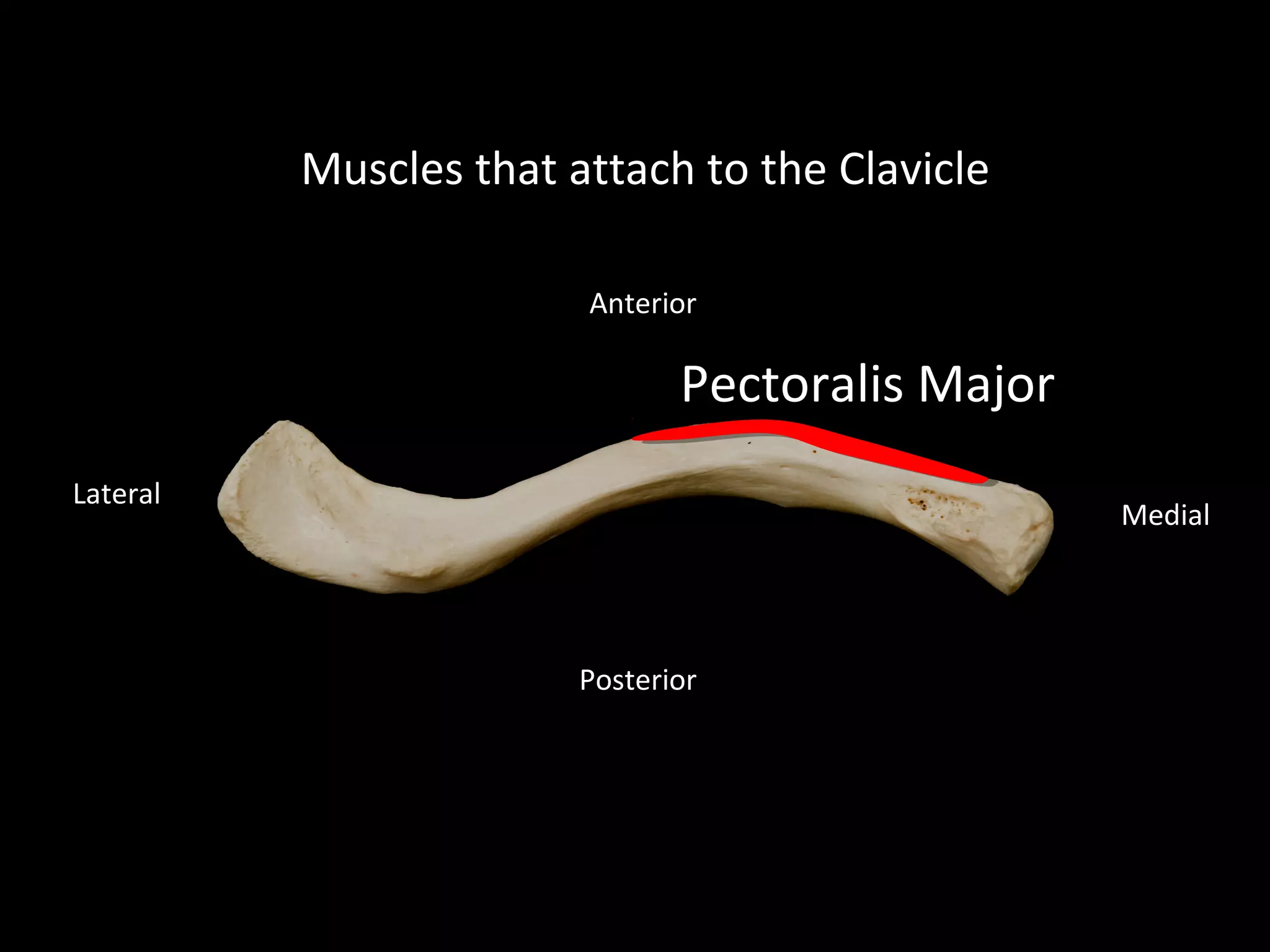 Slideshow: Clavicle | PPT