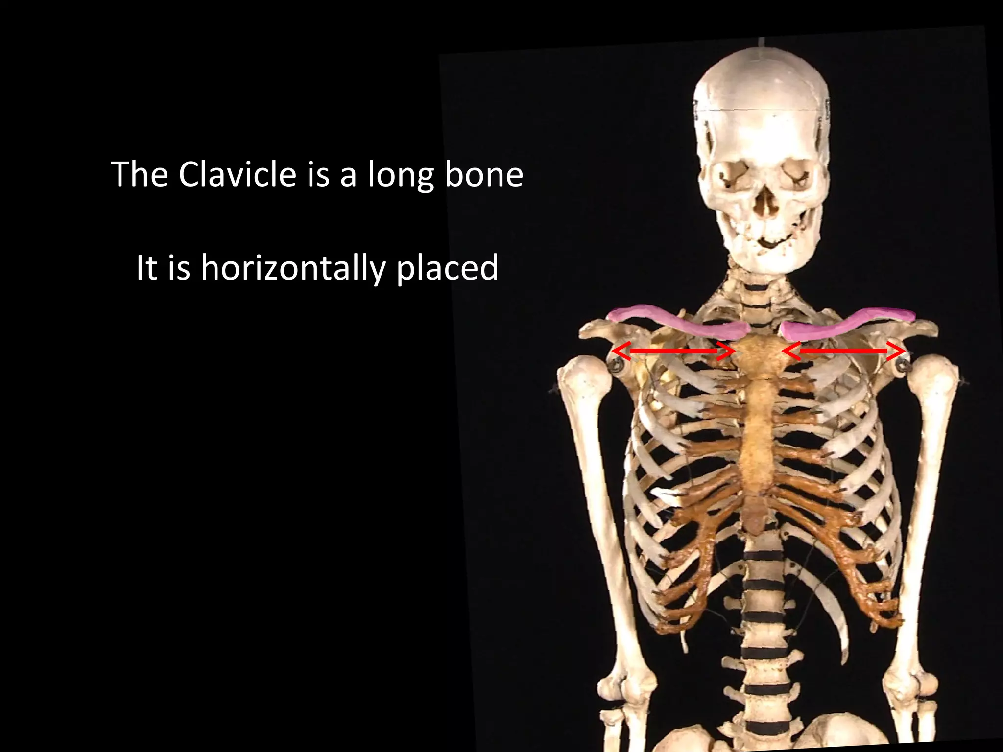 Slideshow: Clavicle | PPT
