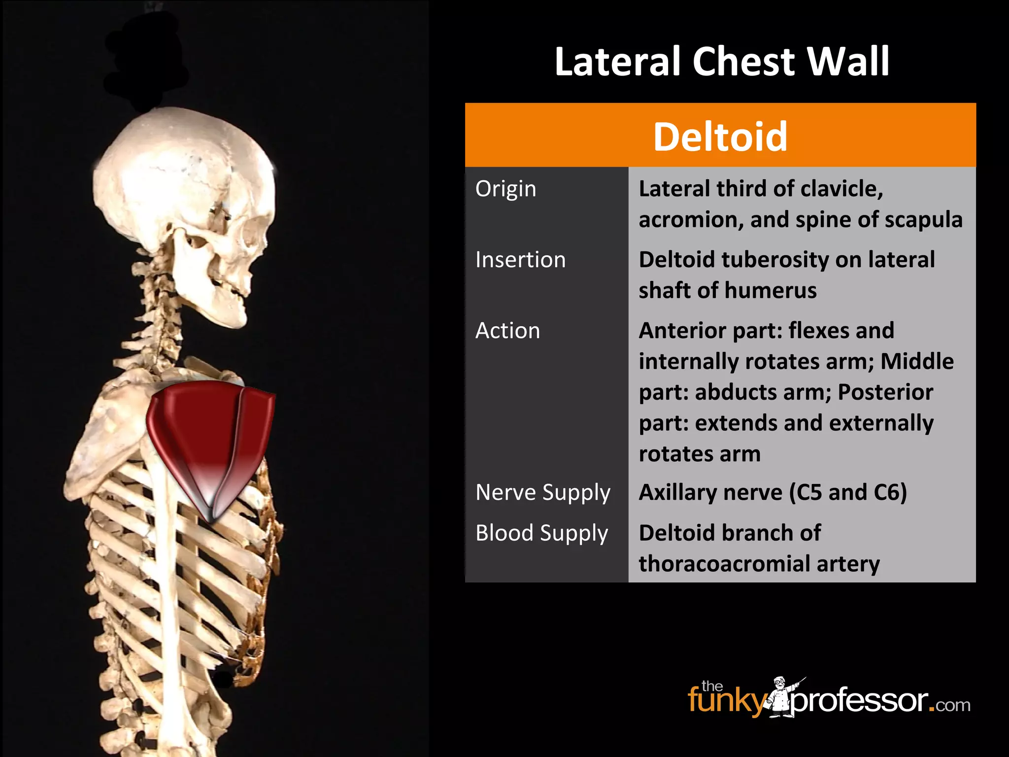 Slideshow: Clavicle | PPT