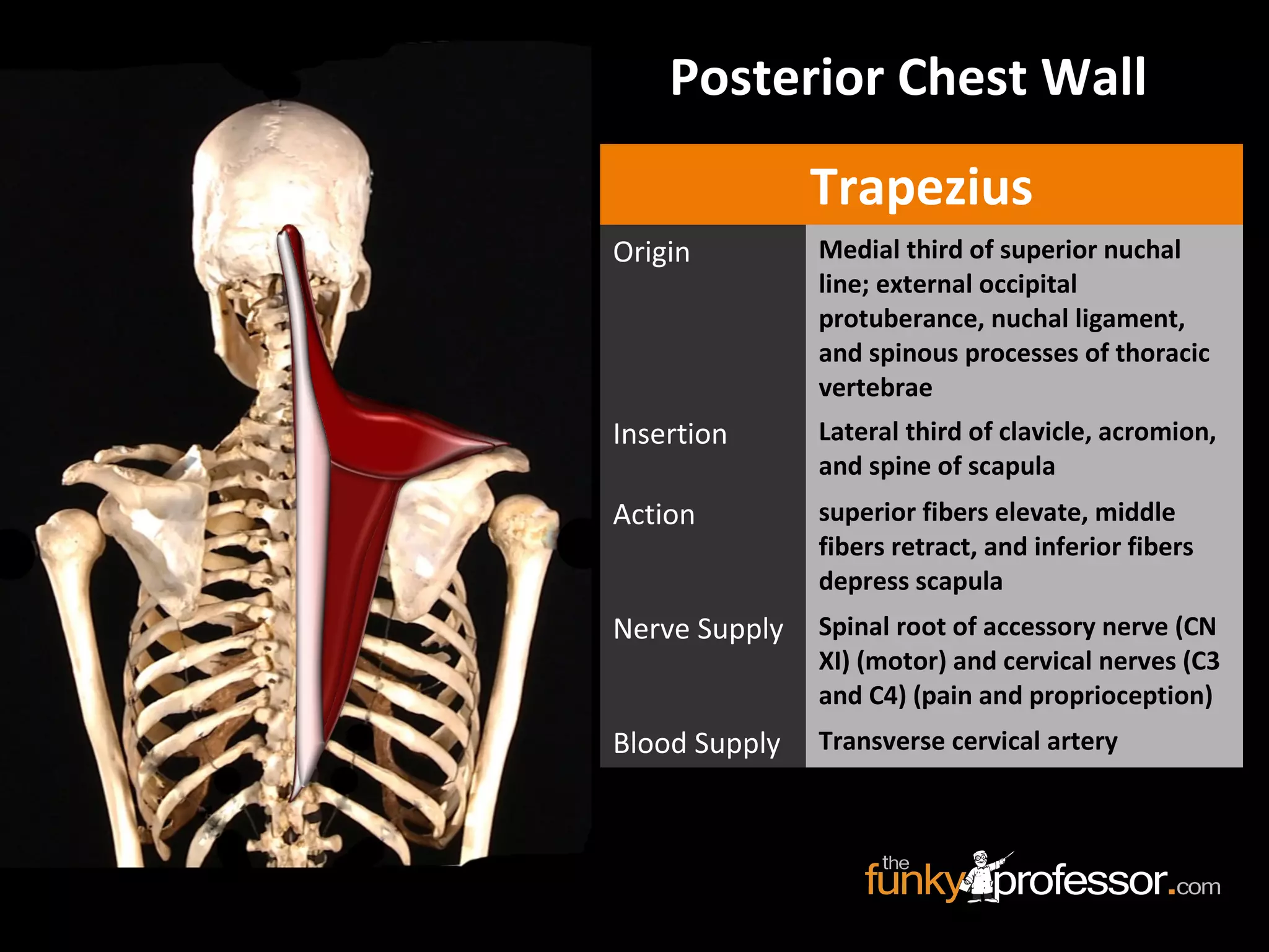 Slideshow: Clavicle | PPT
