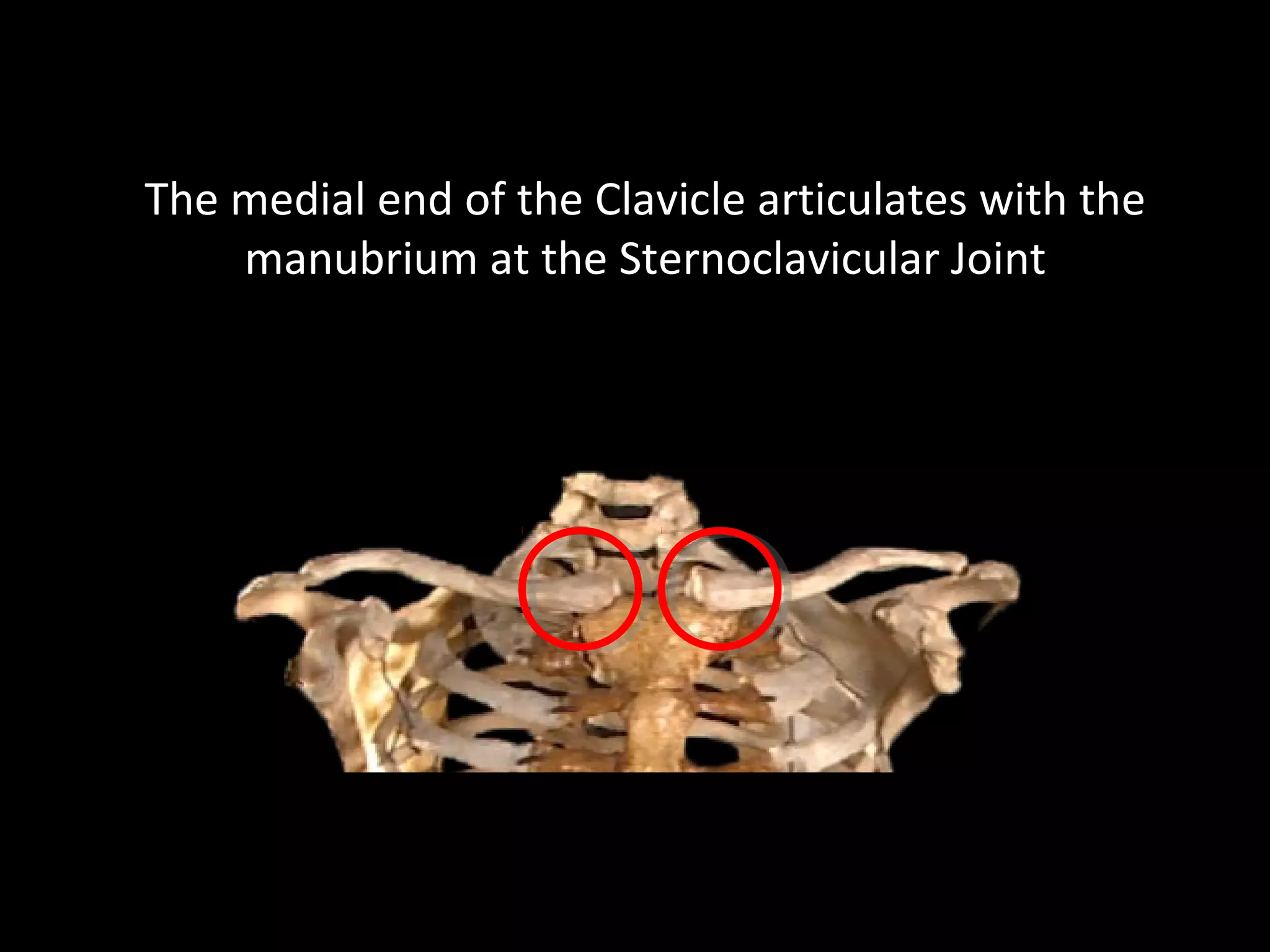 Slideshow: Clavicle | PPT