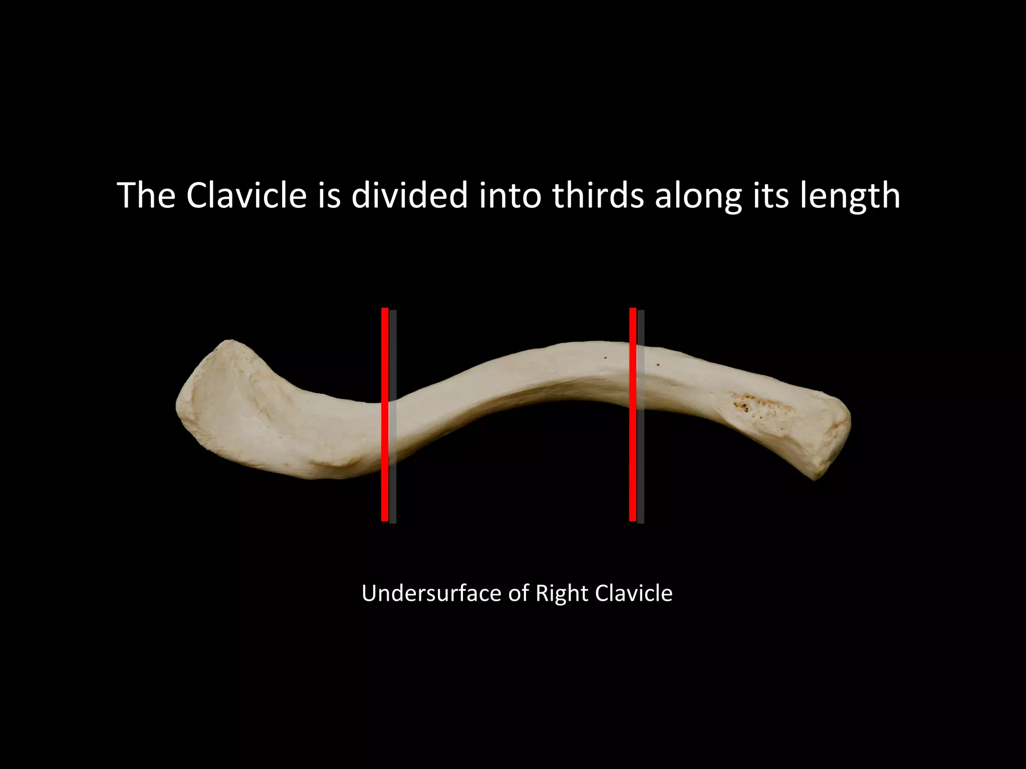 Slideshow: Clavicle | PPT