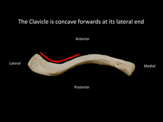 Slideshow: Clavicle | PPT