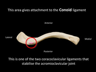 Slideshow: Clavicle | PPT | Death, Injury, or Military Conflict ...