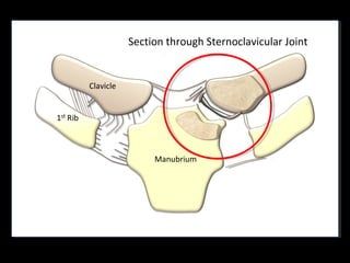 Slideshow: Clavicle | PPT