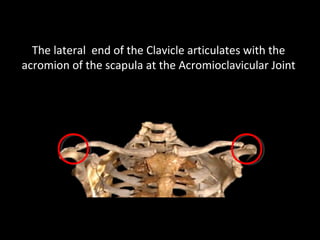 Slideshow: Clavicle | PPT
