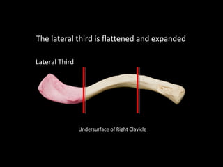 Slideshow: Clavicle | PPT