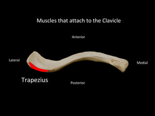 Clavicle Muscle Anatomy