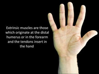 Extrinsic Thumb Muscles