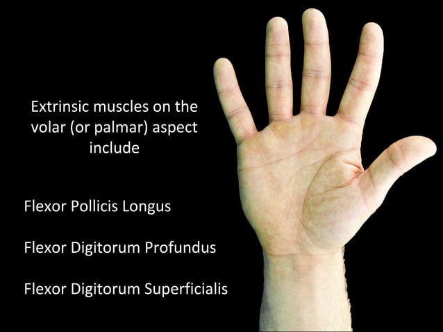 Slideshow: Hand | PPT
