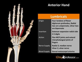 Lumbricals And Interossei Of Hand