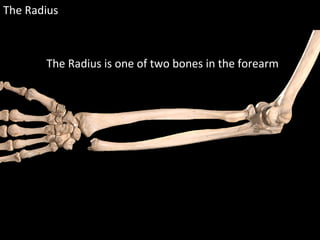 Dorsal Tubercle Of Radius Bone
