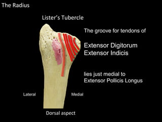 Listers Tubercle Of Radius