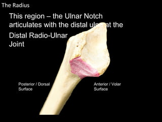 Ulnar Notch Of Radius