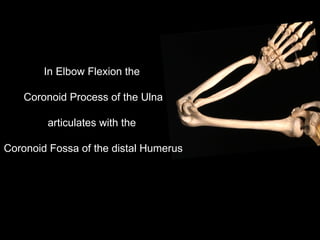 Comprehensive Anatomy and Clinical Overview of the Ulna Bone | PPT