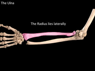 Slideshow: Ulna | PPT