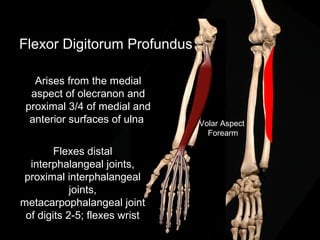 Proximal Ulna Anatomy