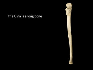 Real Ulna Bone