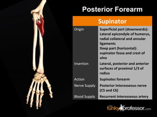 Supinator Fossa