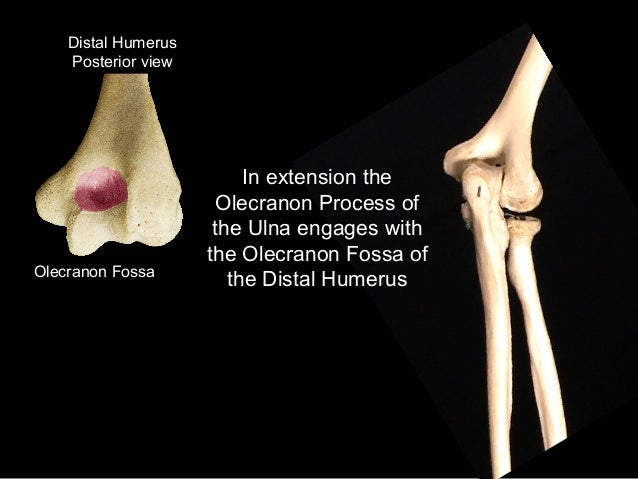 Slideshow: Ulna