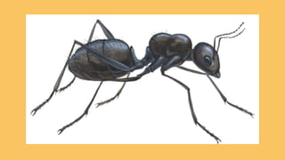 Letter Aa (name, sound and words) | PDF