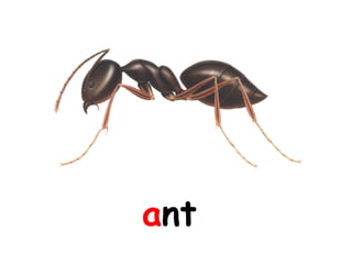 Letter a new program pp | PPTX