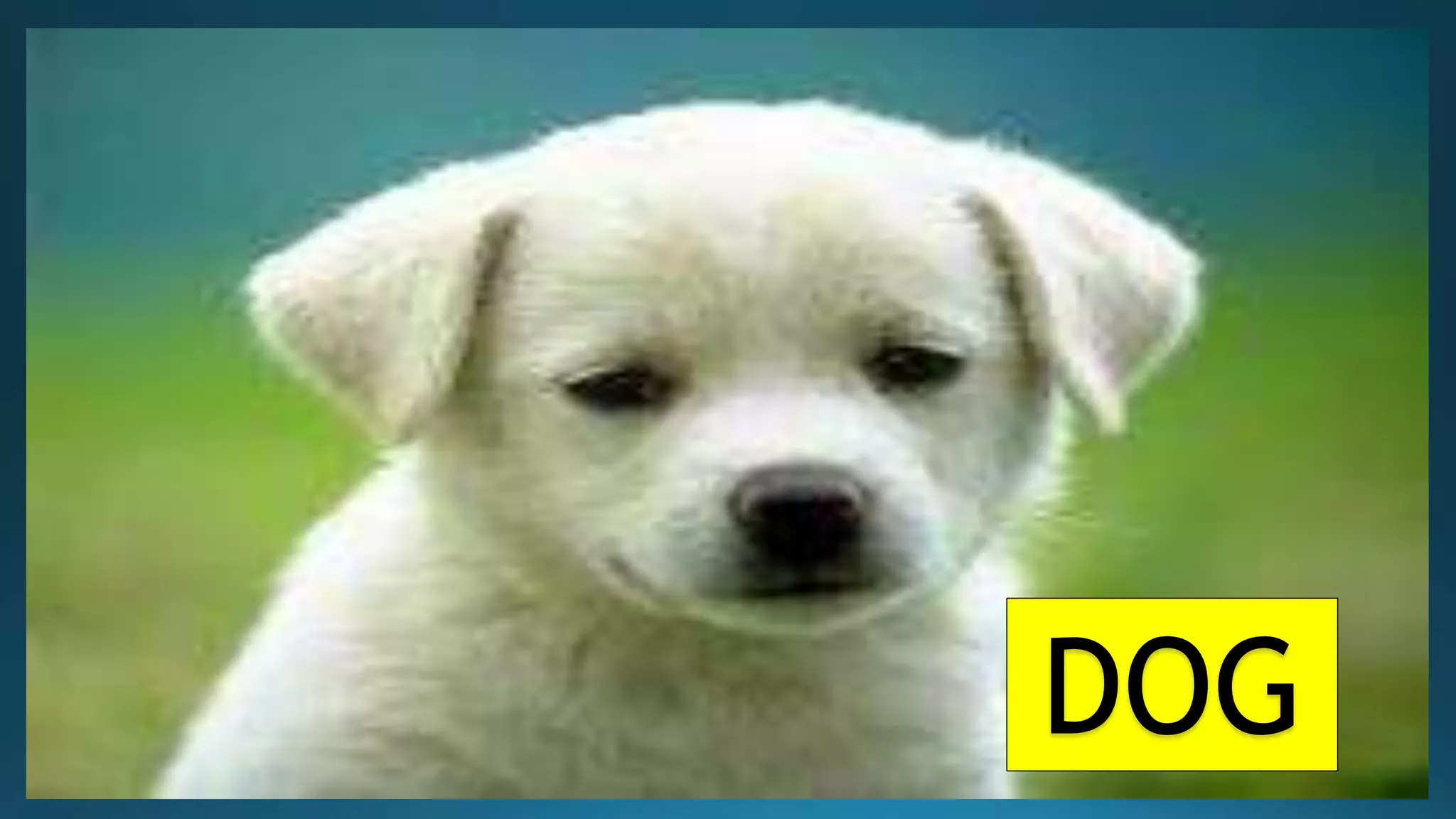 LETTER Dd - presentation.pptx