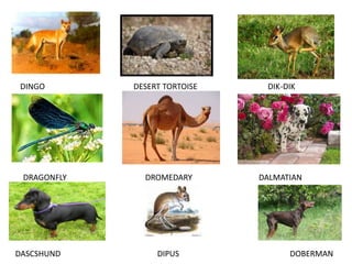 Letter d pictures | PPTX