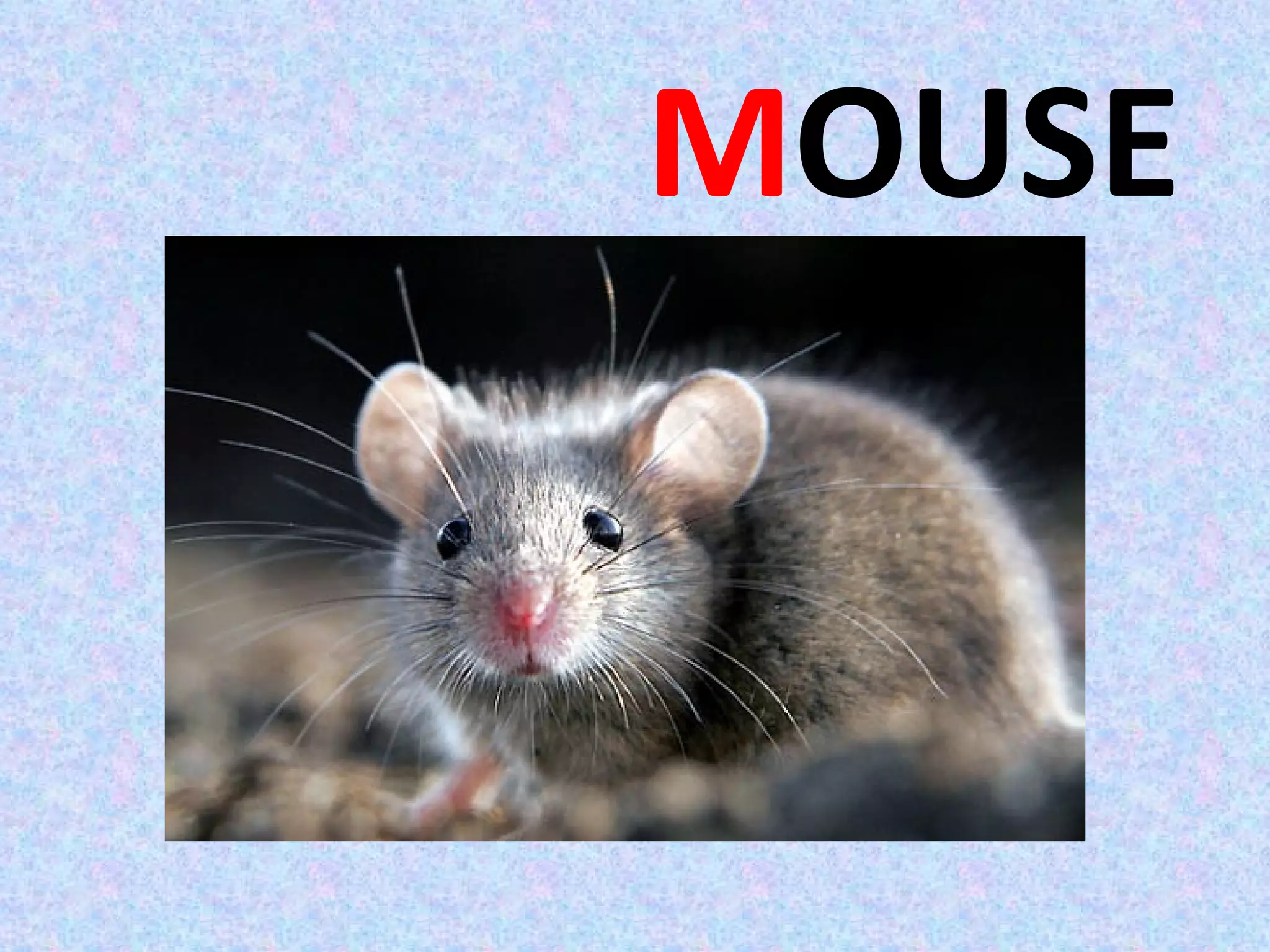 Letter sound m | PPT