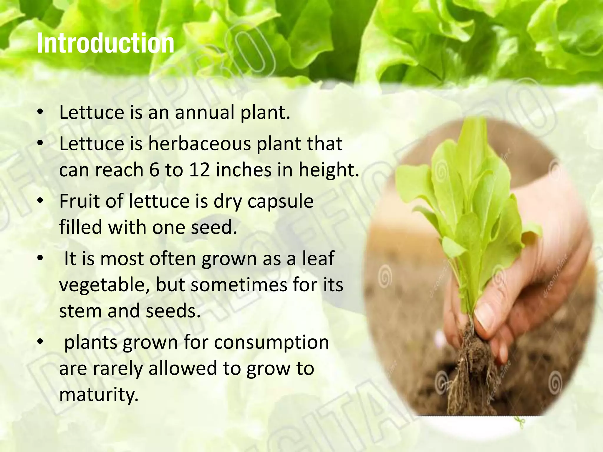 Lettuce | PPTX