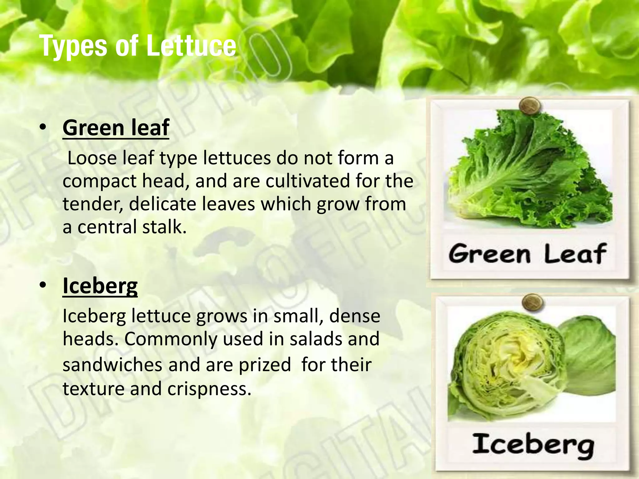Lettuce | PPTX