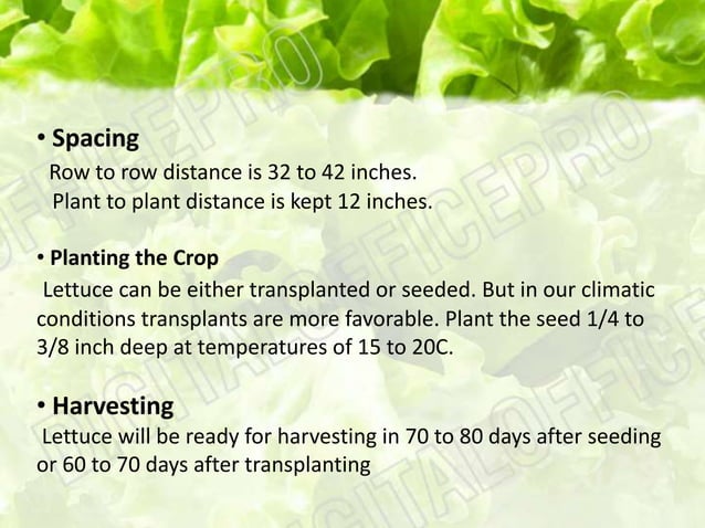 Lettuce | PPT