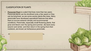 lettuce-farming--agriculture and agronomy | PPTX