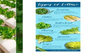 Lettuce | PPTX
